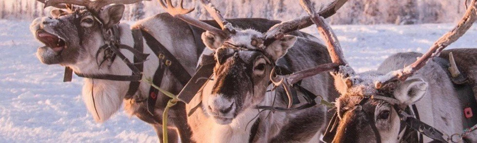 What are the names of Santa's reindeer? | ThatChristmasMagic.com